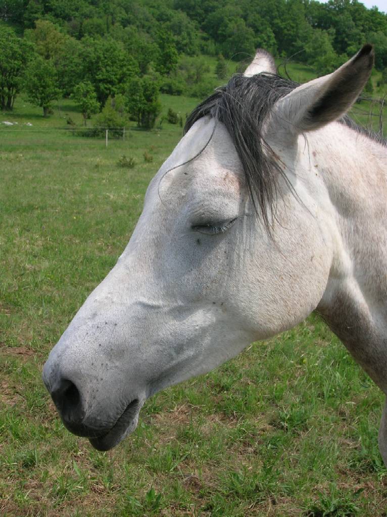 Le 5 cose che credi di sapere sui cavalli...